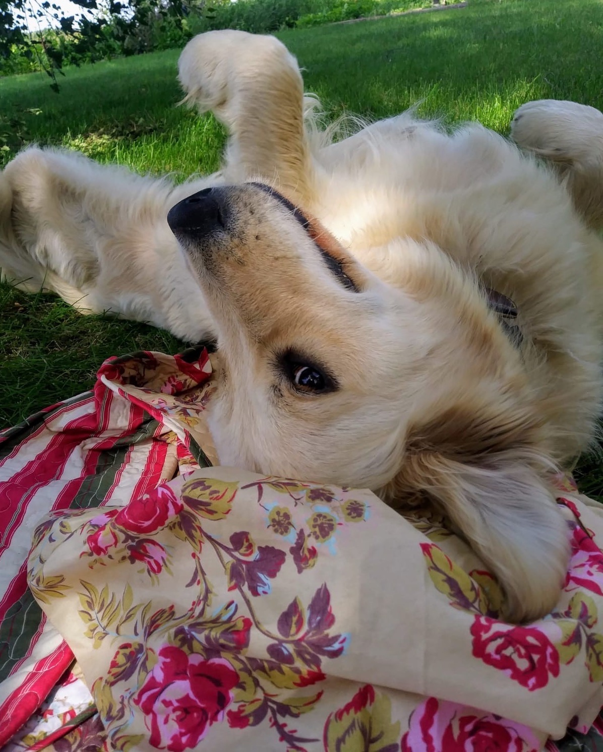 MI Divine Goldens – Golden Retriever Puppies Michigan