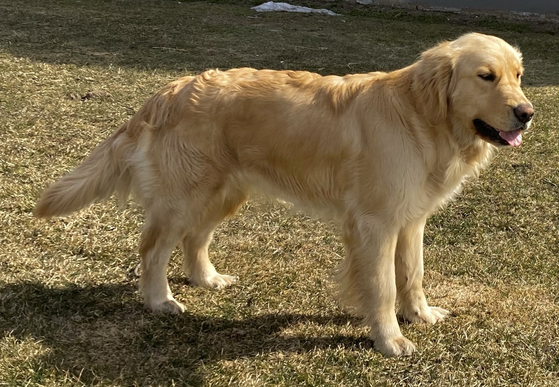 Females – MI Divine Goldens
